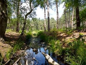Delamere Forest - Parchi - Liverpool